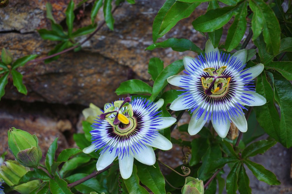 Passiflora – Health Benefits and Medicinal Properties